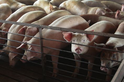 川習會後 中方或從美國進口四大類農產品 大豆 豬肉 不要吃豬肉 大紀元