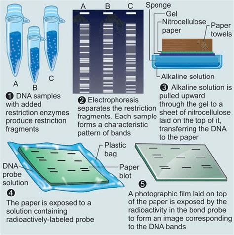 Process Of Rflp Analysis Fig 3 Principle Of Pcr Download Scientific Diagram