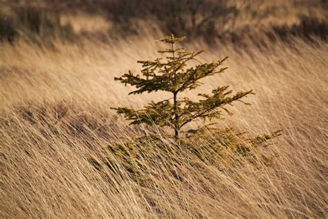 Gran Träd Barrträd · Gratis Foto På Pixabay