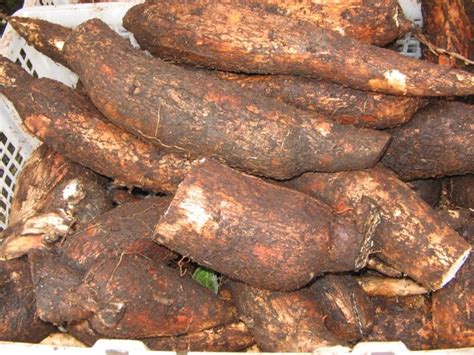 Fresh Cassava Products Indonesia Fresh Cassava Supplier