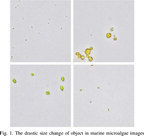 Figure 1 From Efficientnet Yolov5 Improved Yolov5 Based On Efficientnet Backbone For Object
