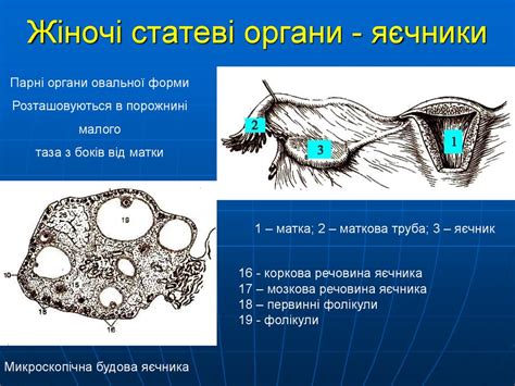 Залози внутрішньої секреції Online Presentation