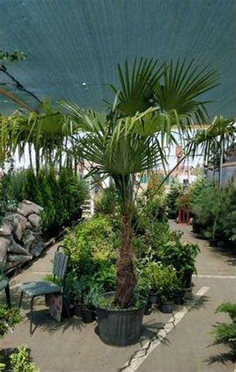 Декоративные растения для сада Festima Ru частные объявления