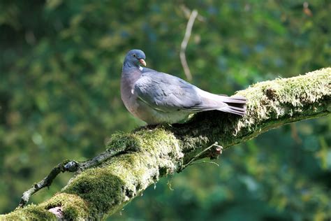 Rogalin Palace Park Birdingplaces
