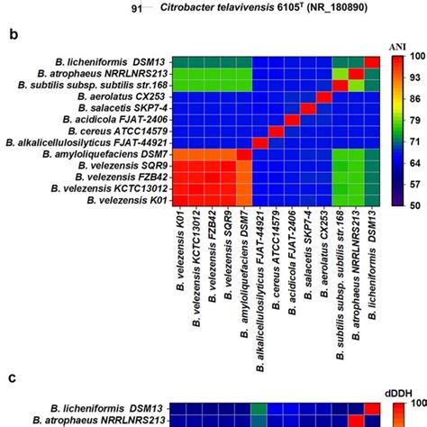 Phylogenetic Classification Of The Strain K01 A Phylogenetic
