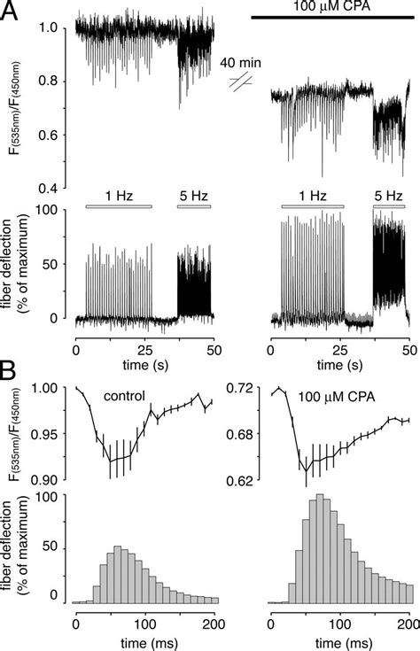 Effects Of Partial Inhibition Of The Serca Conditions Were As In Fig