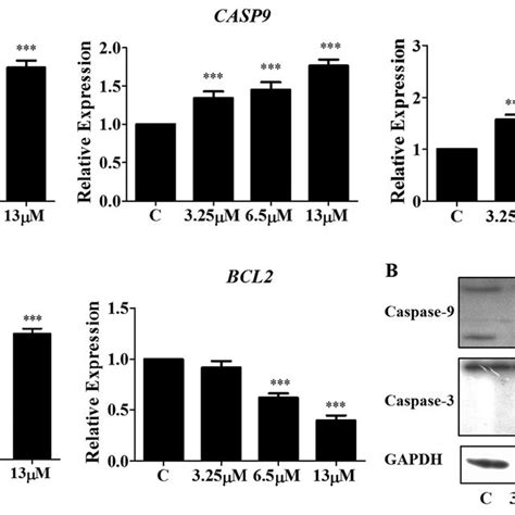 Flow Cytometry Analysis Histograms Of G0g1 Phase Arrest In 24 H M22