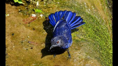 095南投杉林溪松瀧岩瀑布樂山步道鳥類生態 Youtube