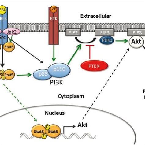 Interaction Between Jak2 Stat5 Signaling And The Pi3k Akt1 Pathway In Download Scientific