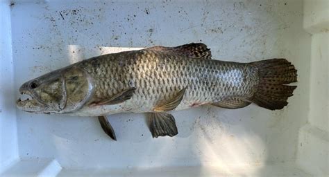 Traíra Dourada Produtor Rural Se Surpreende Ao Pescar Peixe Raro Em