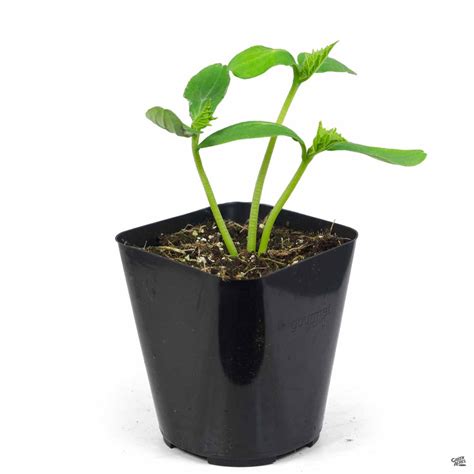 Cucumber English Tender Crisp — Green Acres Nursery And Supply
