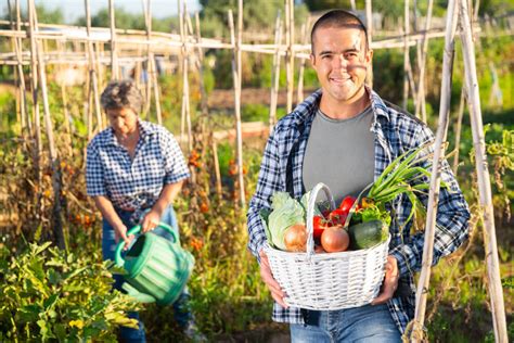 What Is Nutrient Use Efficiency Nue And How To Improve It Icl