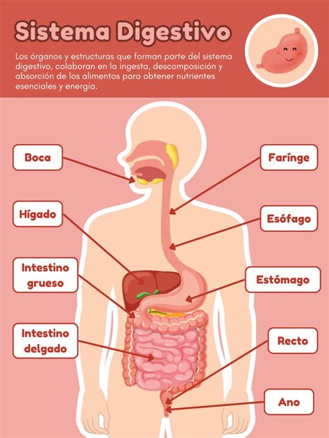 Diagrama Del Sistema Digestivo Sistema Digestivo Medlineplus En