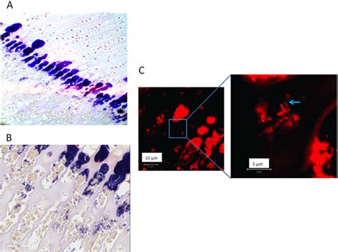 Formalin Fixed Histology Sections Of Osteomyelitis In Rabbit 3 With Download Scientific Diagram
