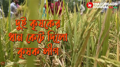 অসহায় দুই কৃষকের ধান কেটে দিলো কৃষক লীগ Thakurgaon Journal Youtube