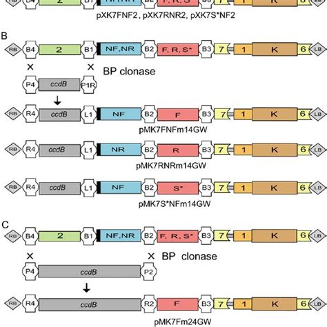 Schematic Representation Of The T Dna In Gateway Binary Destination