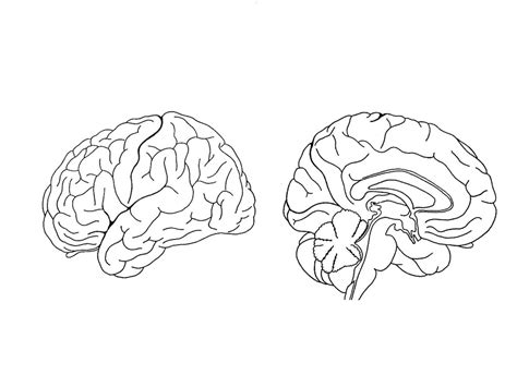 diagram of 2 cerebral cortex quizlet