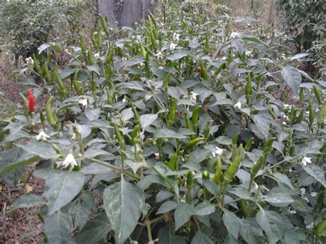 Blog And Life [gambar] Kebun Cabe Ditanam Dipondasi Asrama Dayah Pondok