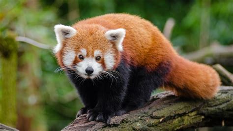 SCIENTIFIC NAME : RED PANDA - YouTube
