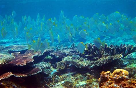 Sekretariat Kabinet Republik Indonesia Mengintip Pesona Selat Karimata Sekretariat Kabinet