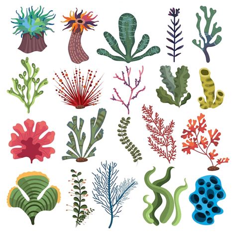 Premium Vector Set Of Algae Collection Of Cartoon Algae