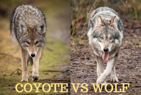 Wolf Size And Weight Chart My Bios