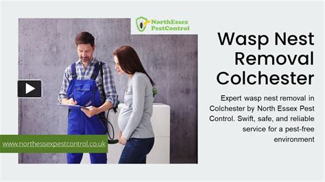 Ppt Wasp Nest Removal Colchester Powerpoint Presentation Free To