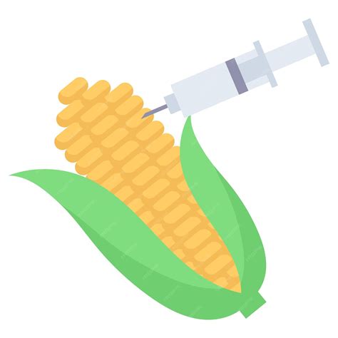 genetically modified maize