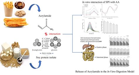 Soy Protein Isolate Process At Marsha Tibbetts Blog