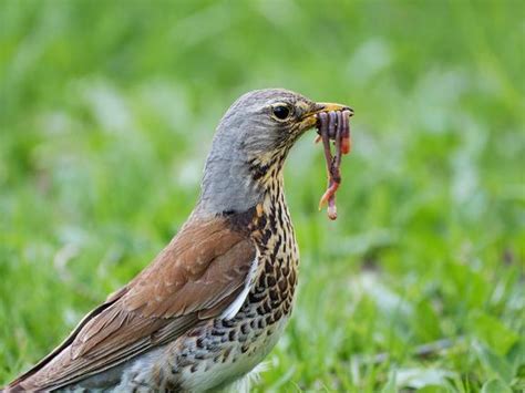 How Do Birds Avoid Predators 4 Key Methods Explained Birdfact