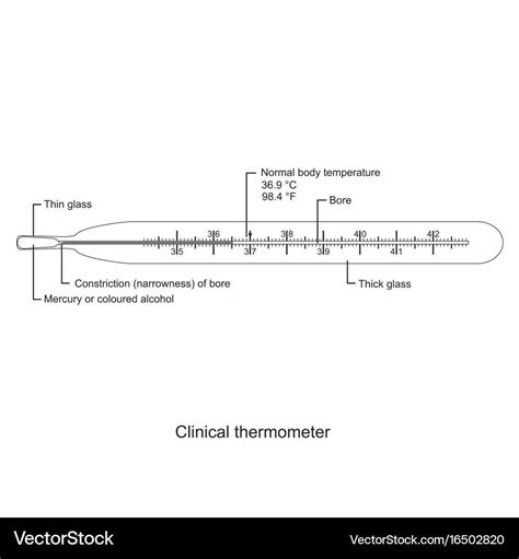 Clinical Thermometer Diagram And Parts Overview
