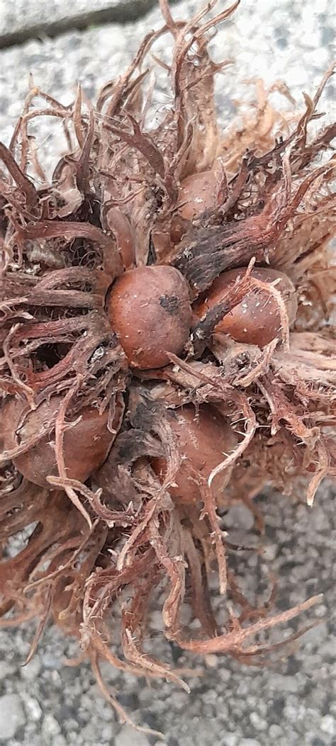 Corylus Colurna L Turkish Filbert World Flora Pl Ntnet Identify