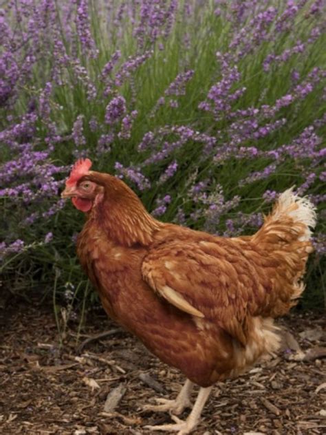 Can Chickens Eat Lavender Canned Chicken Chicken Eating Chickens