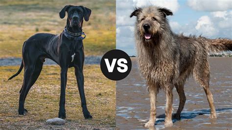 Irish Wolfhound Great Dane Comparison