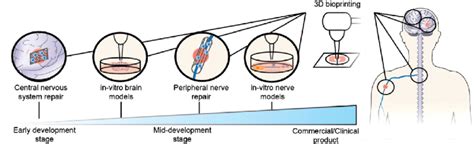 11 Different Stages Of Development For 3d Bioprinting Of Brain And