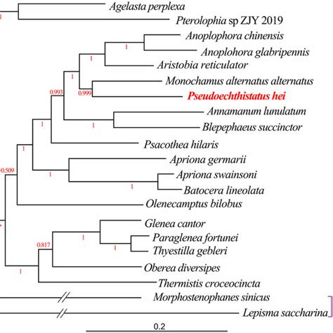 Pdf Complete Mitochondrial Genome Of Pseudoechthistatus Hei