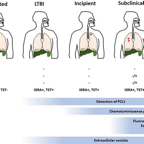 Approaches To Detect Viable Bacilli In The Context Of Tuberculosis