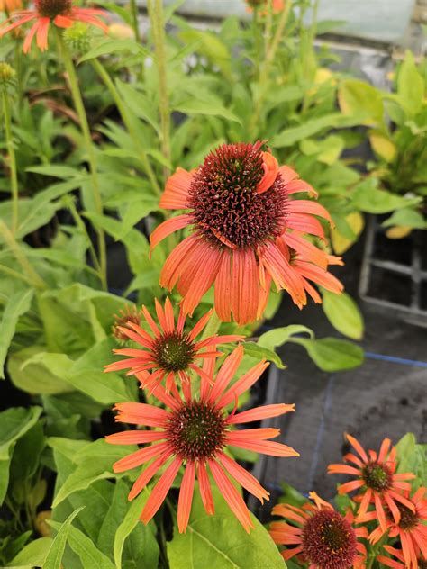 Echinacea Purpurea Orange Skipper Proctors Nursery