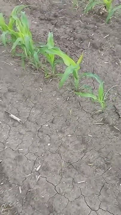 Сої Хана Сусід ПАДЛО думає що все зійде з рук Youtube