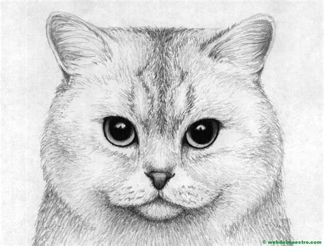 Как поэтапно красиво нарисовать кошку карандашом поэтапно