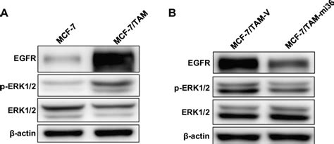 Knockdown Of Erα36 Expression Deactivates Egfrerk Signaling Pathway In