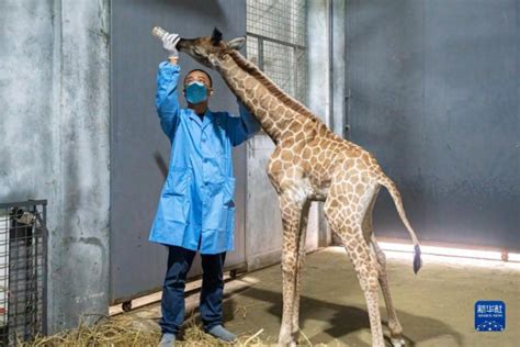 江苏扬州动物园首次成功繁殖长颈鹿丨新华网 我苏网