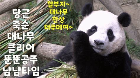 에버랜드 판다 당근 죽순 대나무 기분좋게 냠냠 하는 푸바오 죽순 하나가 아니라 두개라 더 행복한 푸바오 먹방 힐링