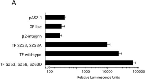 A Interaction Of The Tf Cytoplasmic Domain With The Carboxyl Terminus