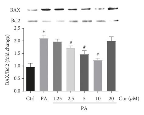 Effects Of Curcumin On Pa Induced Cell Viability And Apoptosis In