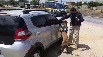 apoio de cão farejador PRF detém homens revólver em Salgueiro Polícia Rodoviária Federal
