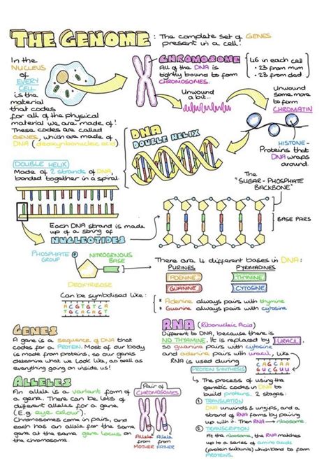 Enzymes Doodle Sheet Visual Notes Worksheets Biology Lesson Activity