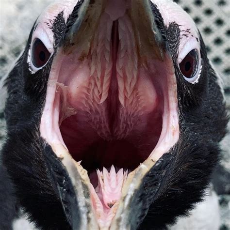 Inside A Penguins Mouth What Scientists Found Will Shock You