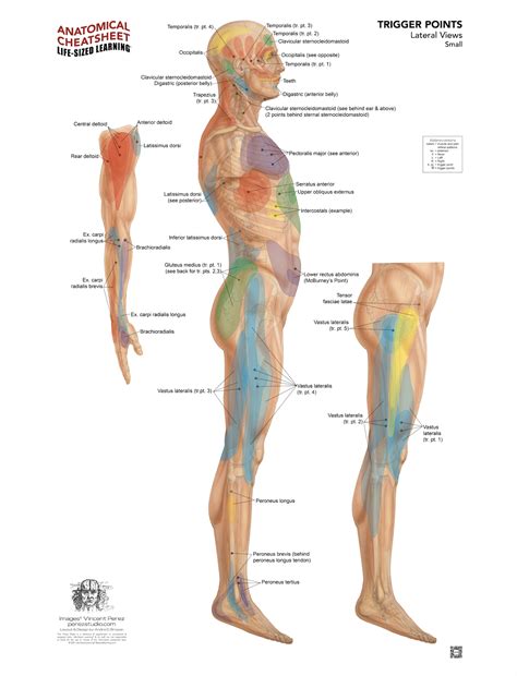 Trigger Point System Lateral Life Sized Learning
