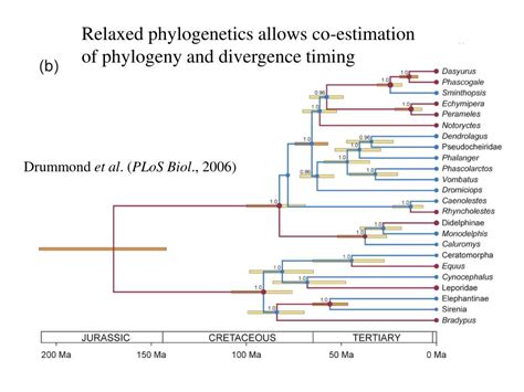 Ppt Lecture 6 Bayesian Inference And Molecular Dating Powerpoint Presentation Id 2995128